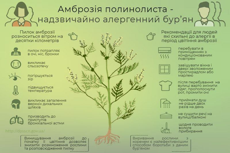 Амброзія: небезпека для людей – ЦПМСД №7 м.Миколаїв